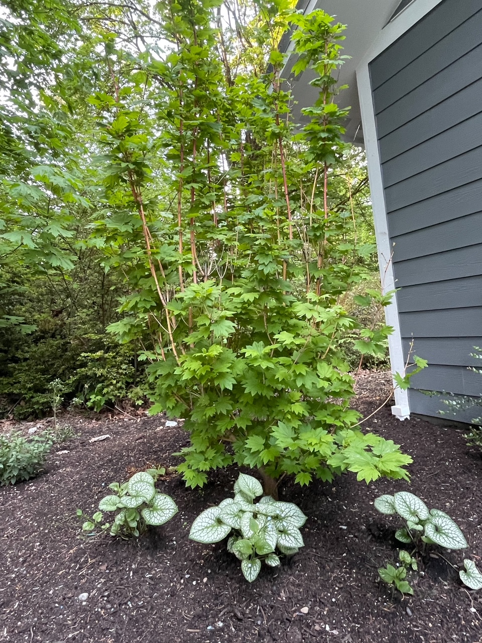 Our New Garden – A Garden Before And After - Marie Bostwick